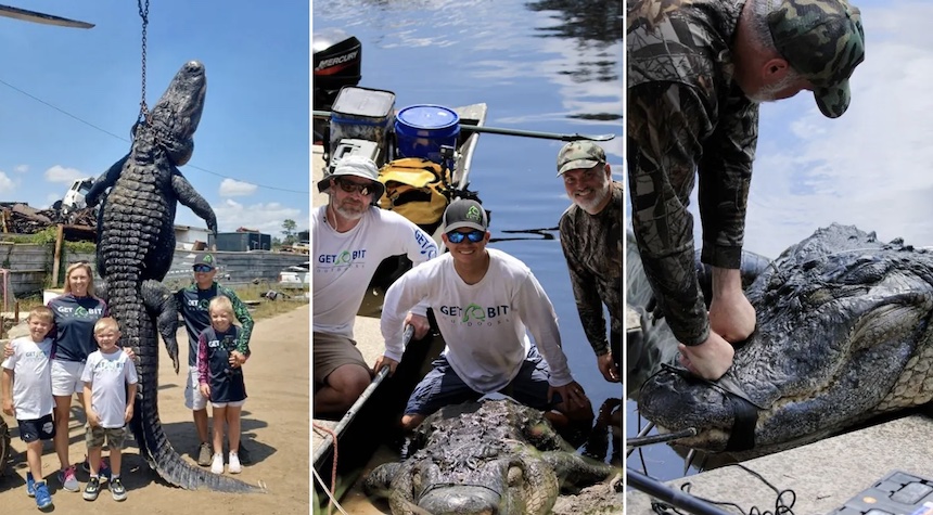 Monster Alligator Caught in Florida Weighs in at 920 Pounds | American ...